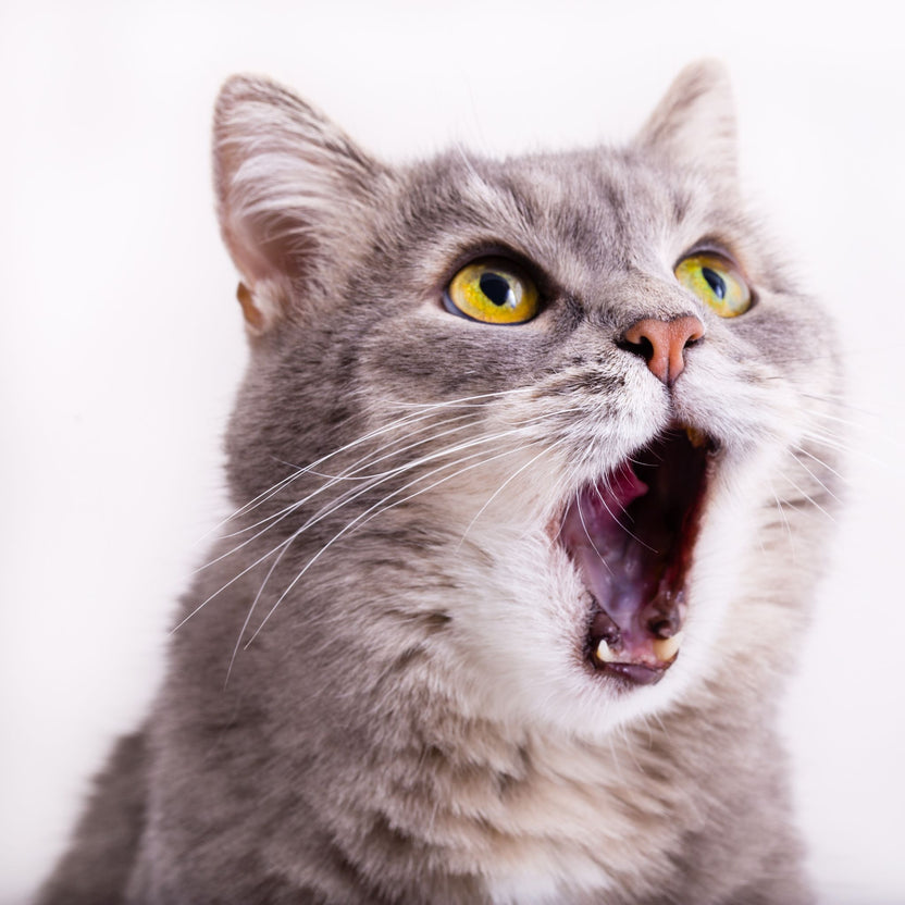 TryPets Potent Elixir Mix – Try-Blue