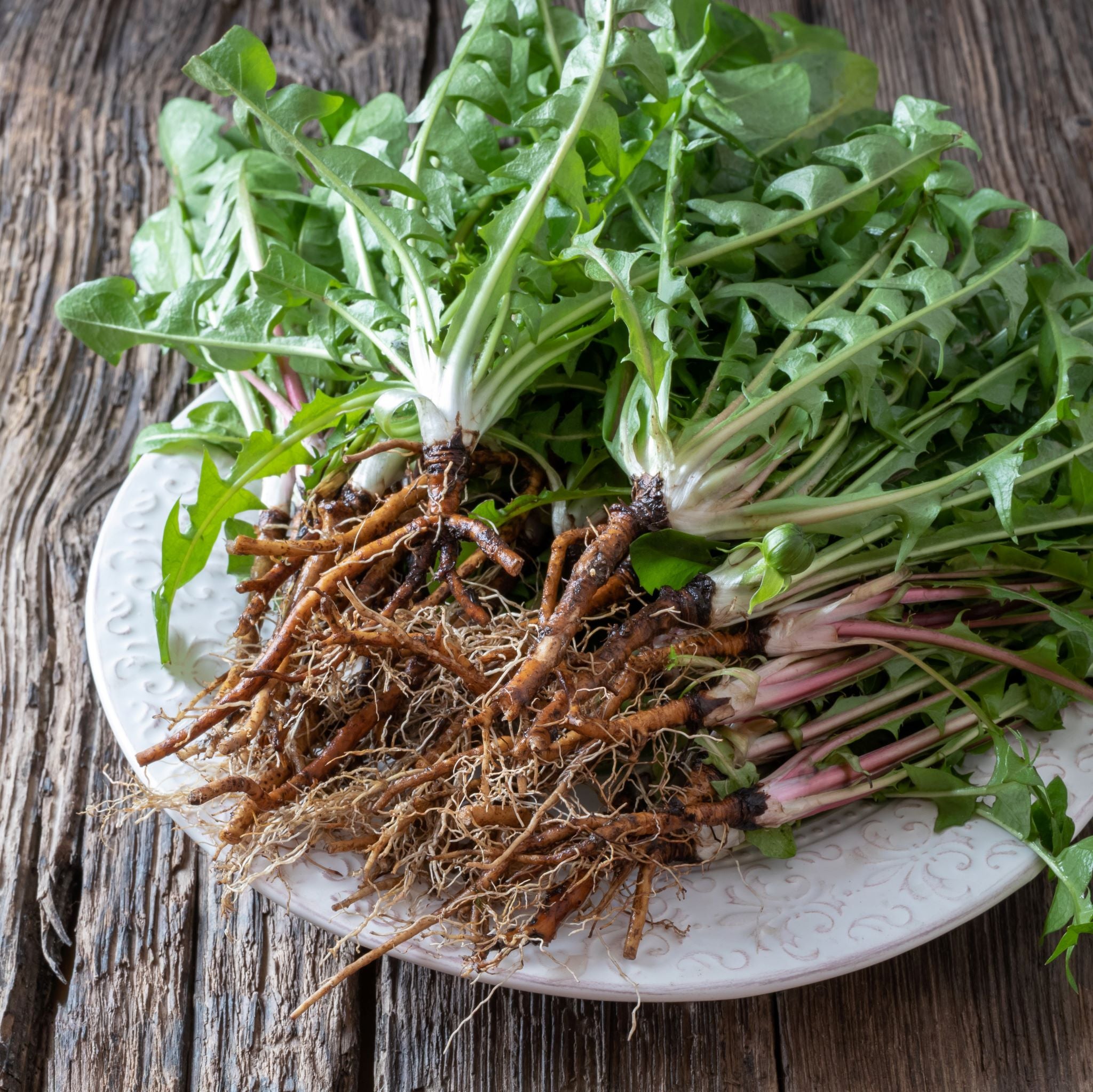 Dandelion Greens & Roots Elixir – Try-Blue