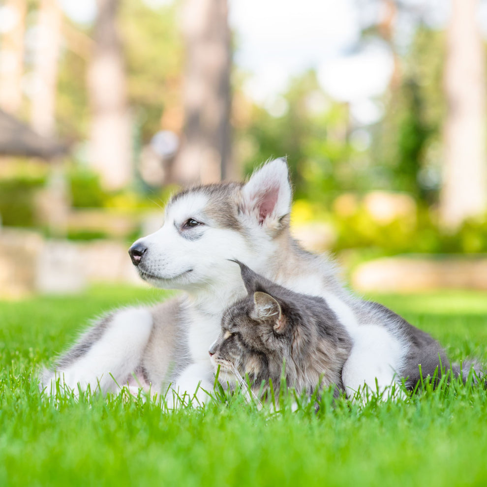 TryPets Potent Elixir Mix – Try-Blue