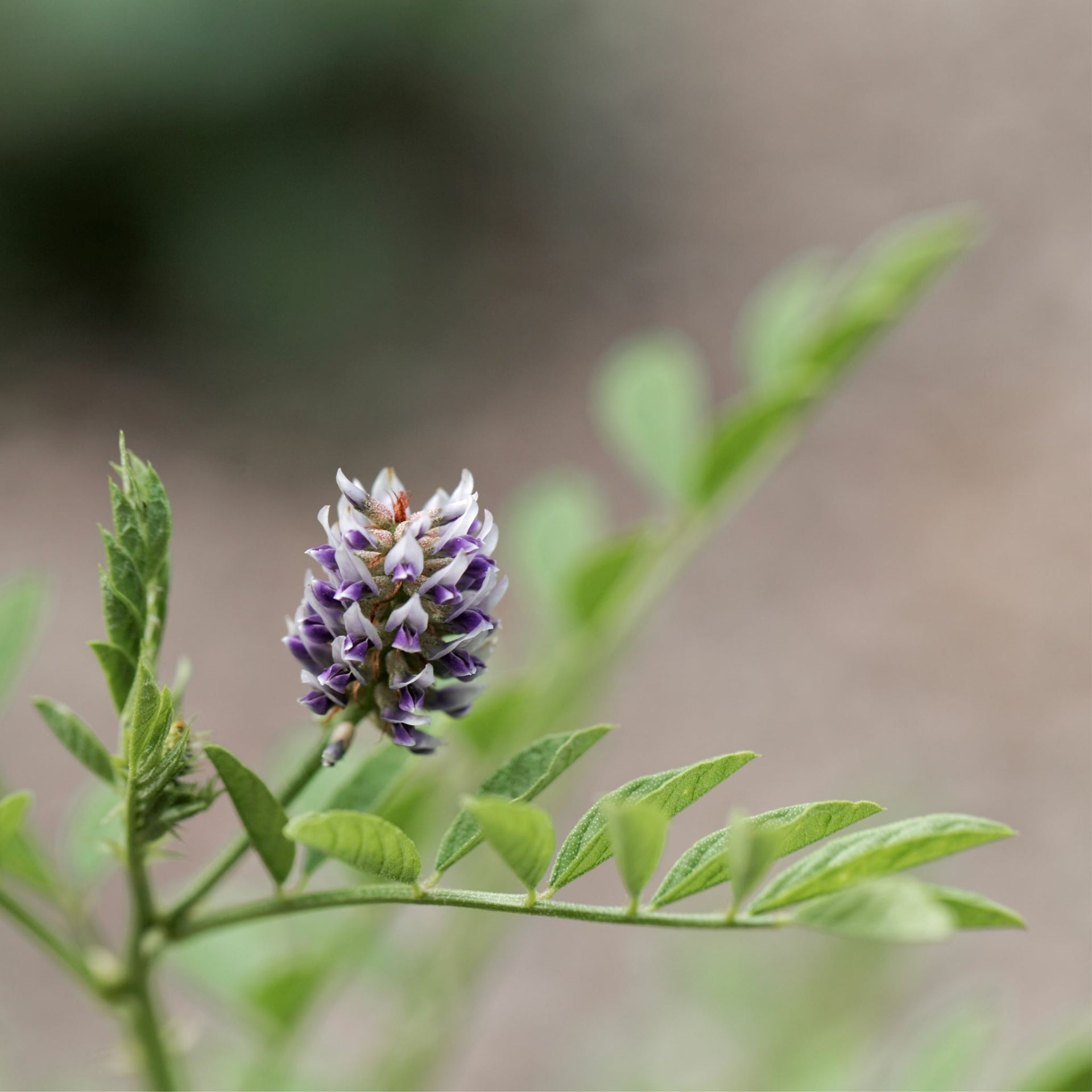 Licorice Root Elixir – Try-Blue